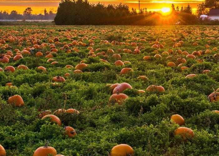 Twin Cities Guide to MEA Weekend