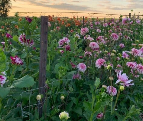 5 Stunning U-Pick Flower Farms Near the Twin Cities