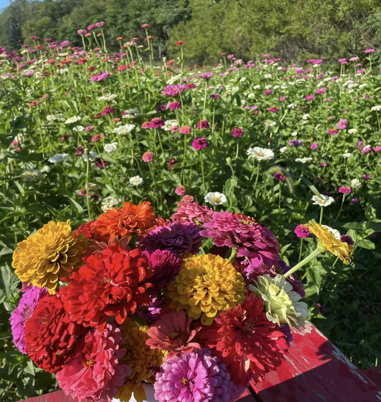 5 Stunning U-Pick Flower Farms Near the Twin Cities