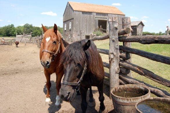 7 Family-Friendly Farms in the Twin Cities