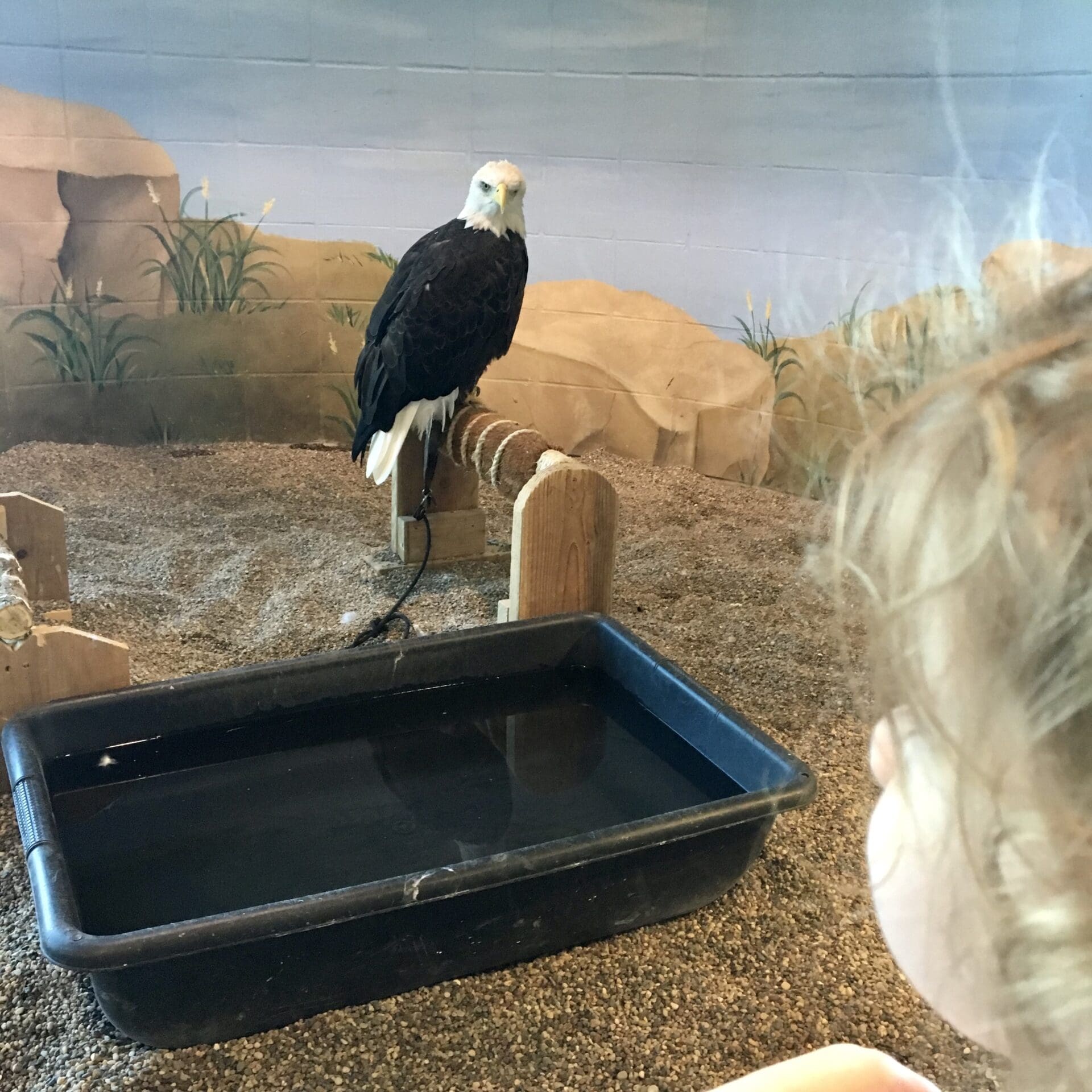 Go, See, Explore: The National Eagle Center