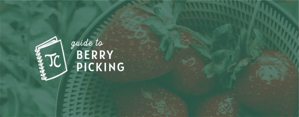 Berry Picking Twin Cities