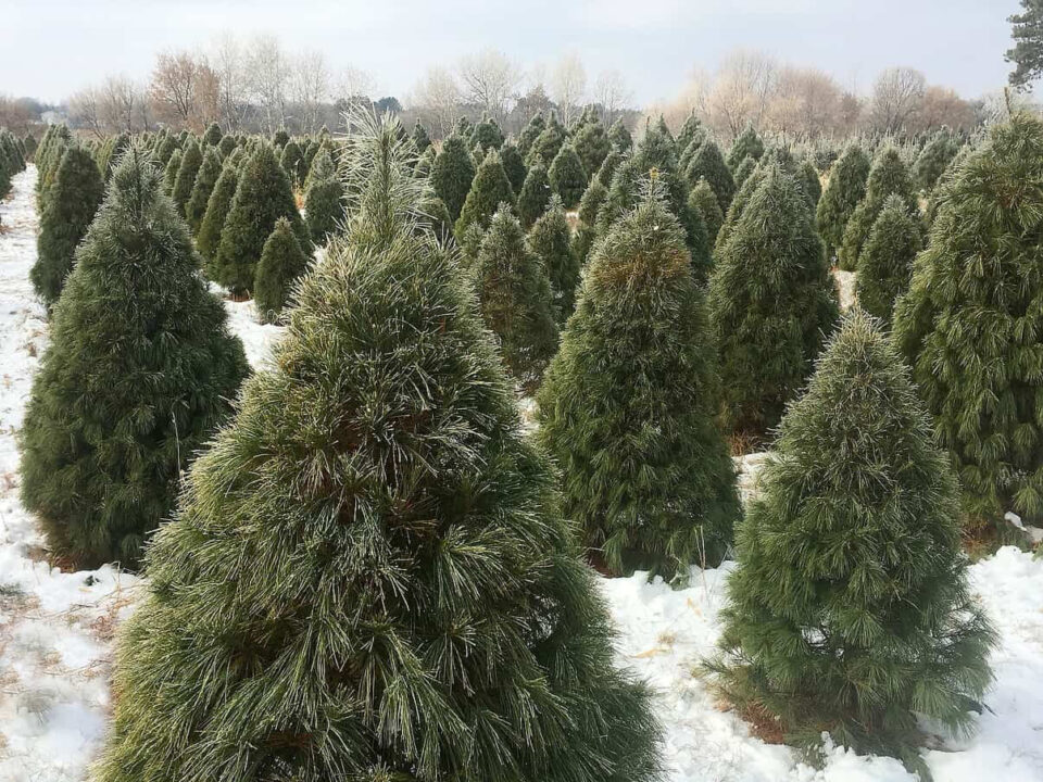 5 Tree Farms to Visit this Holiday
