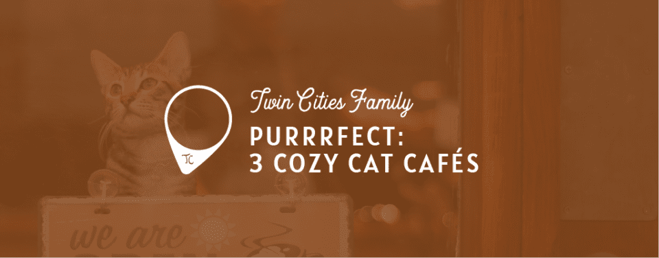 Purrrfect: 3 Cozy Cat Cafés in the Twin Cities