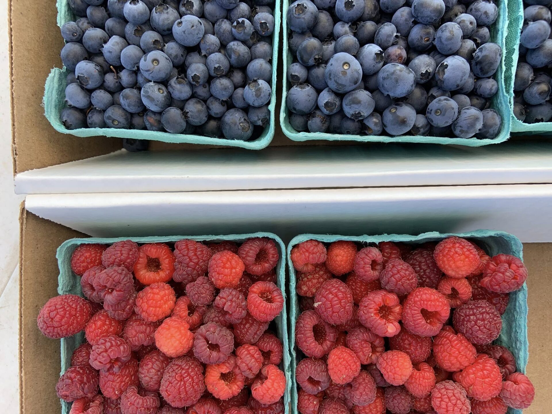 Berry Picking Twin Cities