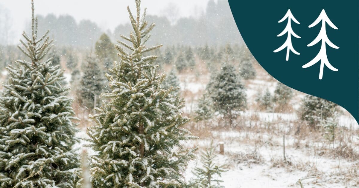 Best Christmas Tree Farms in the Twin Cities Area